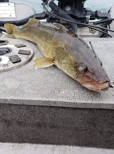 Niagara Fishing Fin-Addicts with Captain Experiences