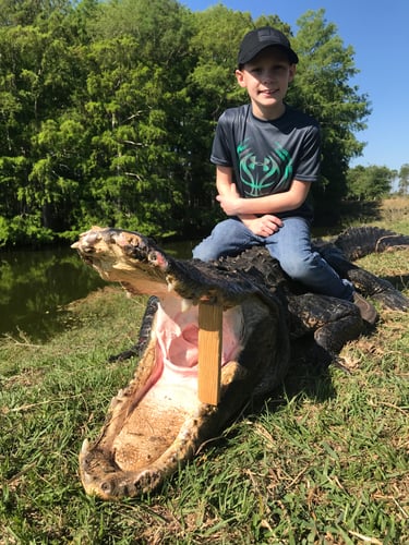 Alligator hunting in florida with Captain Experiences