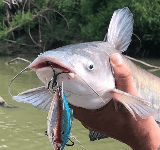 Garzilla Guide Service with Captain Experiences