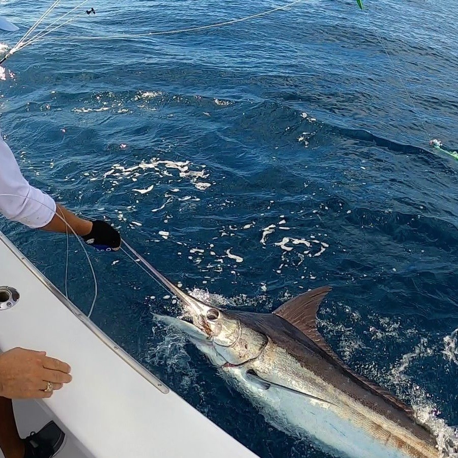 Billfish, Wahoo, Mahi & Tuna In Puerto Jiménez