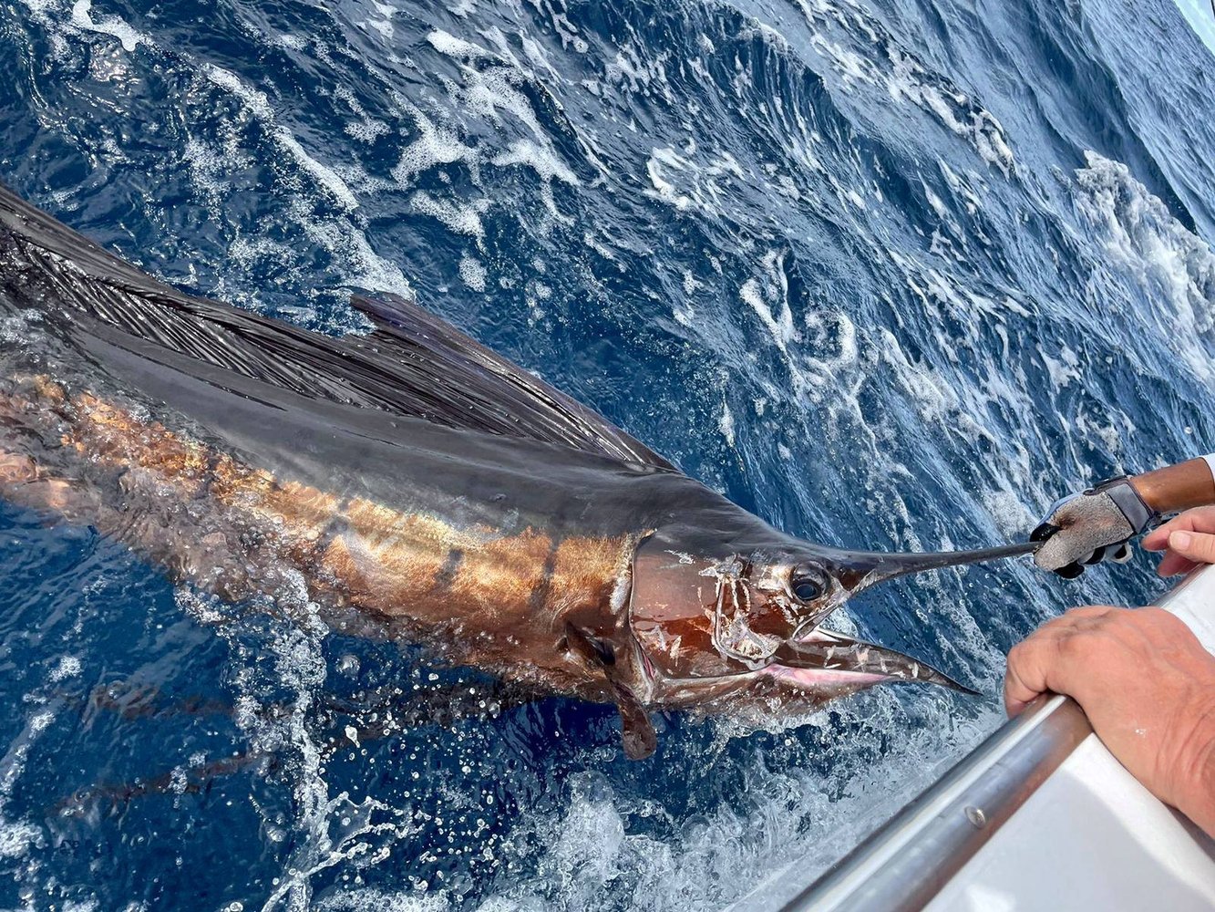 Billfish, Wahoo, Mahi & Tuna In Puerto Jiménez