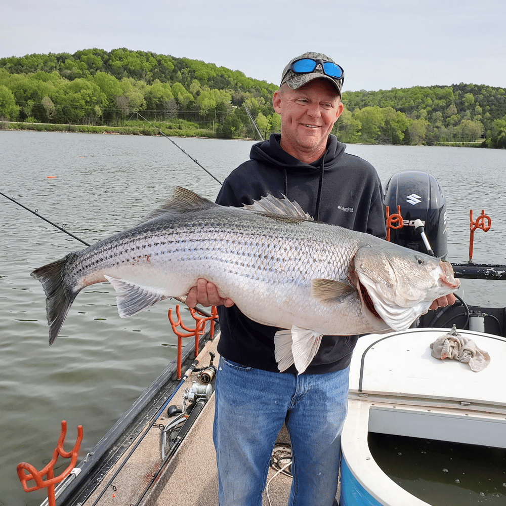 TN Striper & Catfish Trip In Greenback