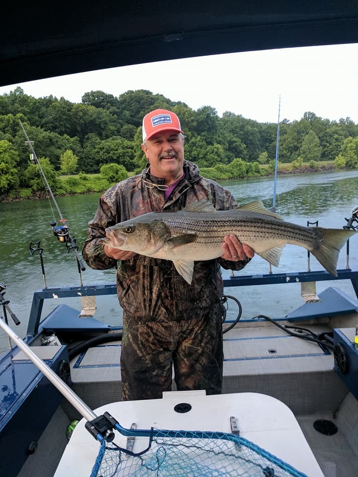 TN Striper & Catfish Trip In Greenback