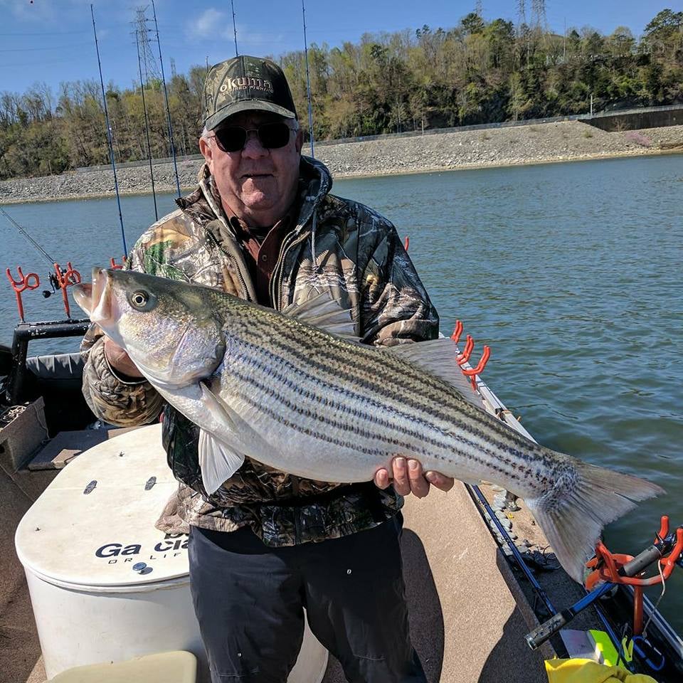 TN Striper & Catfish Trip In Greenback