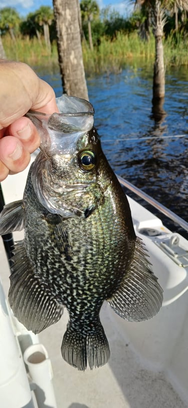 Fort Pierce Fishing Reports (March 2025)