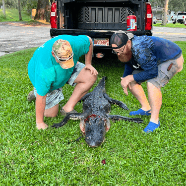 BYO Tag Gator Hunt In Crystal River