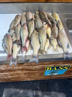 Lake Sam Rayburn Fishing Reports (June 2026)
