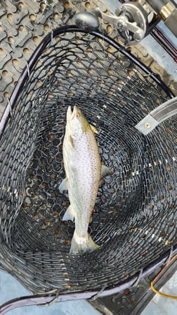 Manistee River Fishing Reports (October 2025)