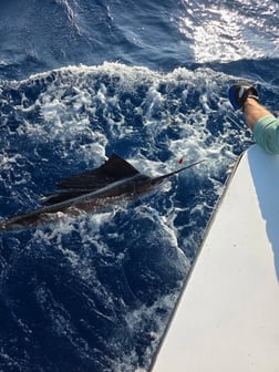 Folly Beach Fishing Reports (June 2026)