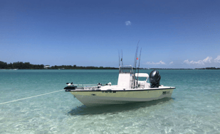 Everything You Need To Know About Grouper Season 2024