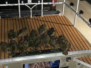 Everything You Need To Know About Texas Flounder