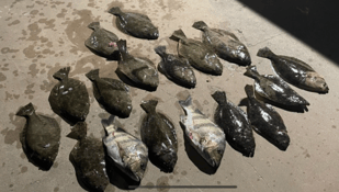Everything You Need To Know About Texas Flounder