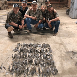 Texas Dove Season: 2024-2025 Hunting Dates & Information