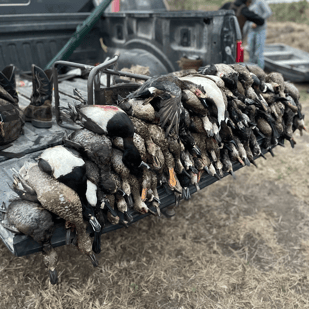 Duck Id: Greater Scaup Vs. Lesser Scaup Vs. Ring-Necked Duck