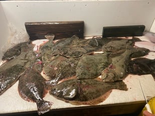 Everything You Need To Know About Texas Flounder