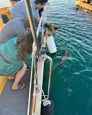 Redondo Glass Bottom Boat with Captain Experiences