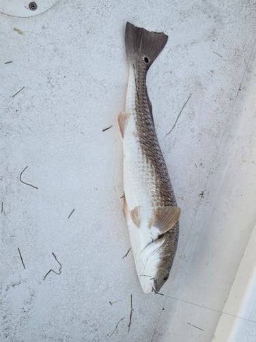 Port Aransas Fishing Reports (June 2026)