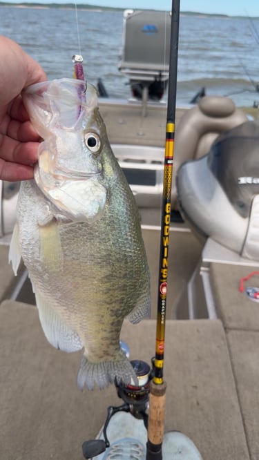 Ross Barnett Reservoir Fishing Reports (June 2026)