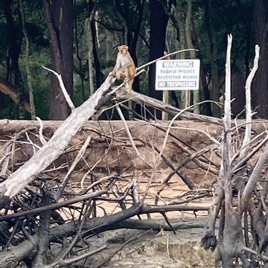 Morgan Island Tour In Beaufort