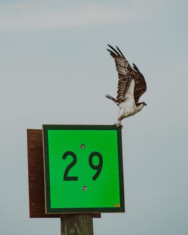 Key West Birding Tour In Key West