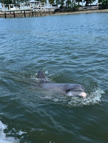 Sunset Dolphin Tour In Hilton Head Island