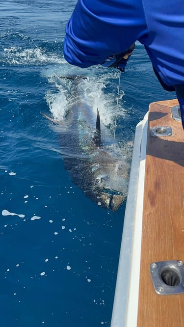 Day Trip – Giant Bluefin Tuna In Olhão
