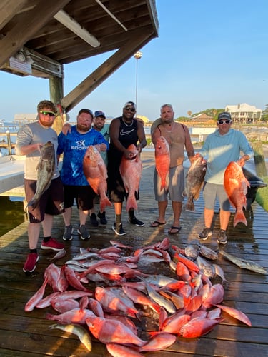 Red Snapper Meat Haul In Gulf Shores